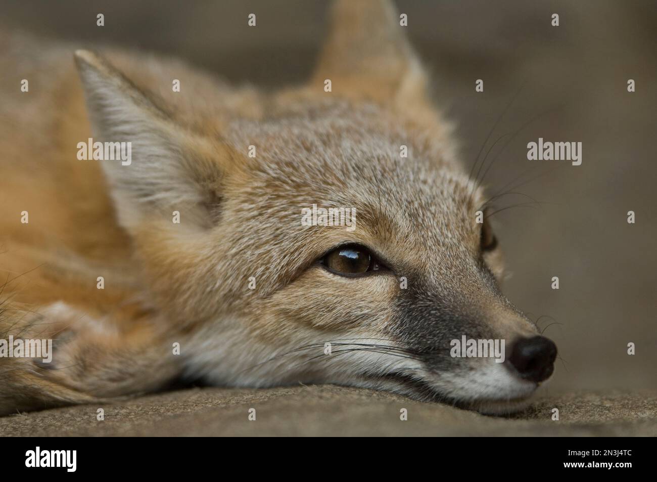 Swift fox in captivity hi-res stock photography and images - Alamy