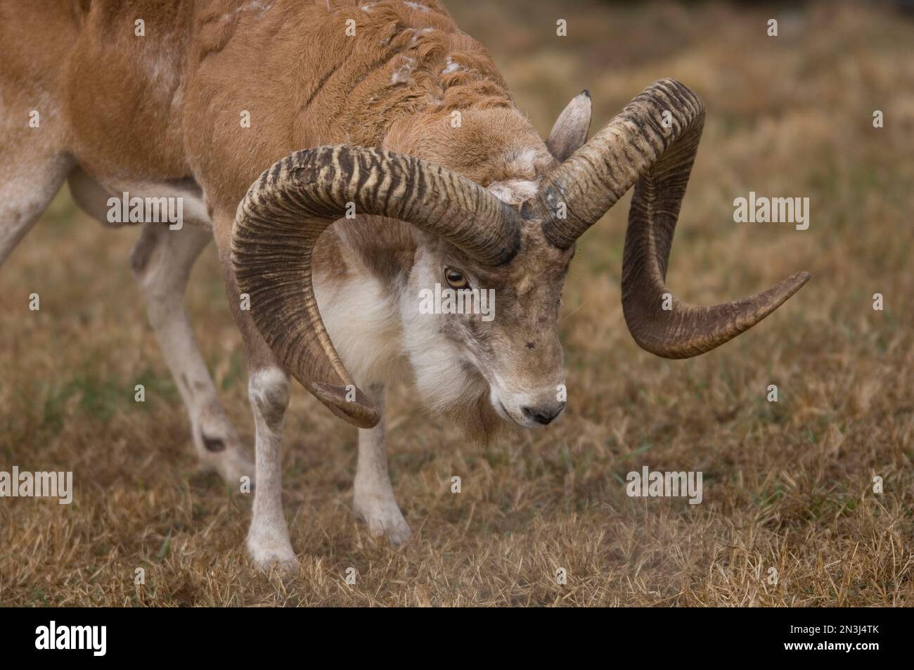 Urial sheep hi-res stock photography and images - Alamy