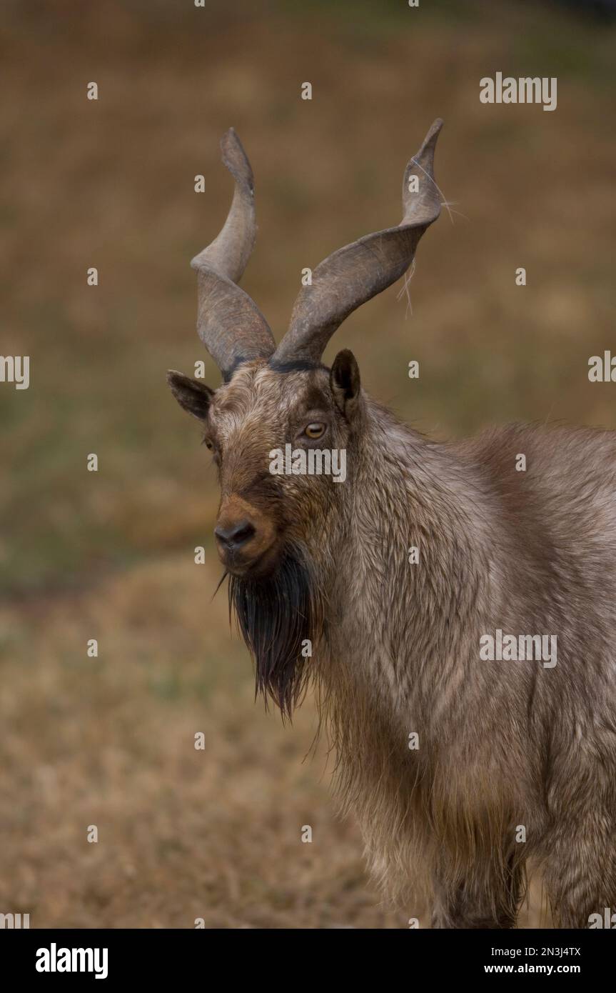 Markhor portrait looking hi-res stock photography and images - Alamy