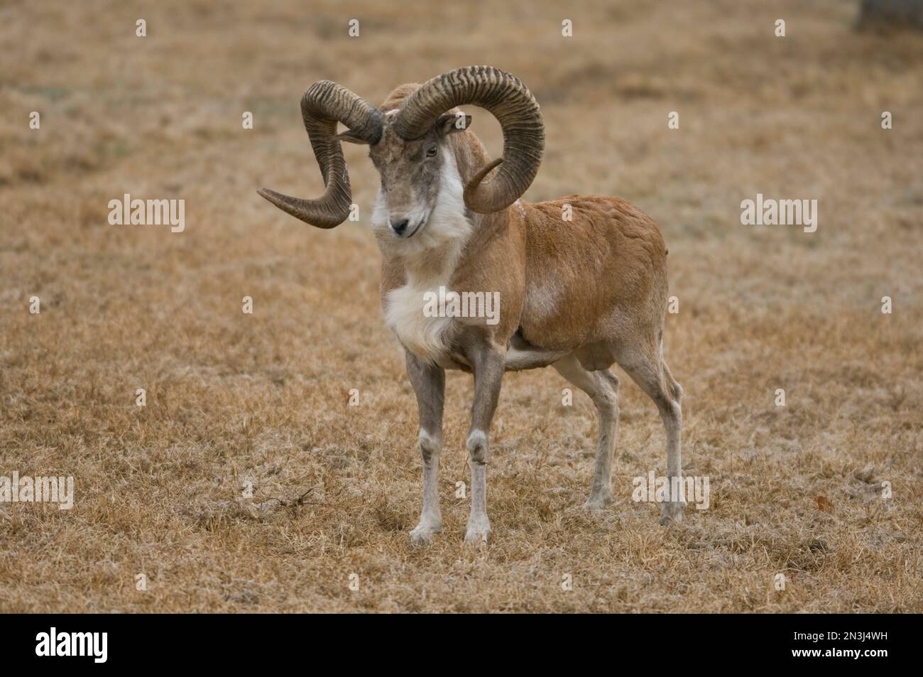 Portrait of a Transcaspian urial (Ovis vignei arkal) standing in a zoo ...