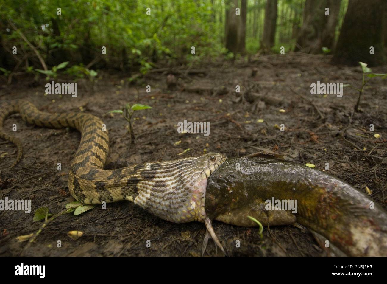 Snake feeding hi-res stock photography and images - Alamy