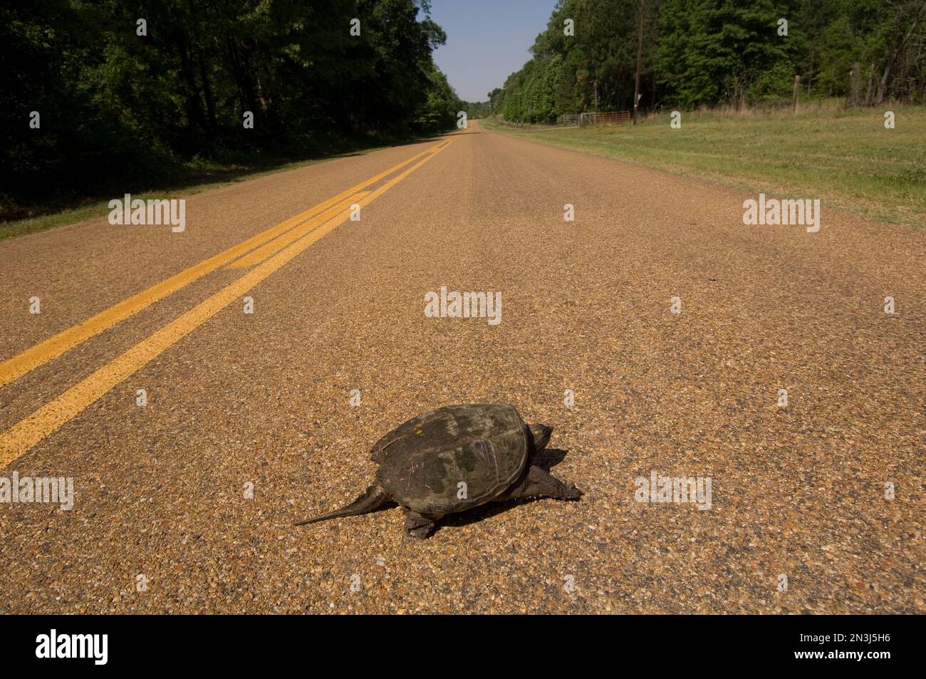 Snapping turtle (Chelydridae) crosses the road in the Big Woods area of ...