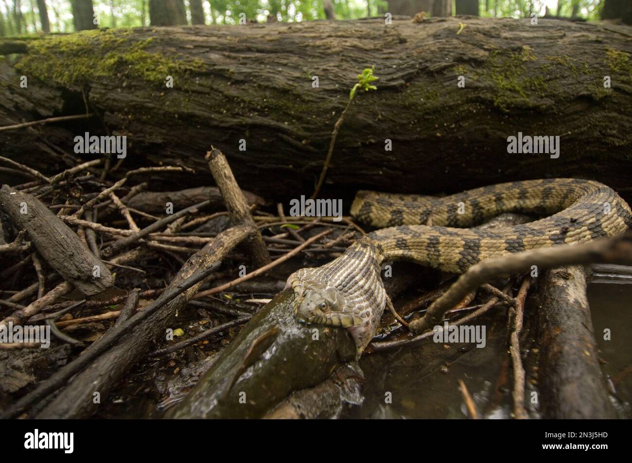 Banded water snake (Nerodia fasciata) eats a bullhead fish by ...