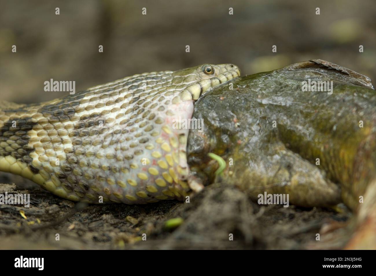 Banded water snake (Nerodia fasciata) eats a bullhead fish by ...