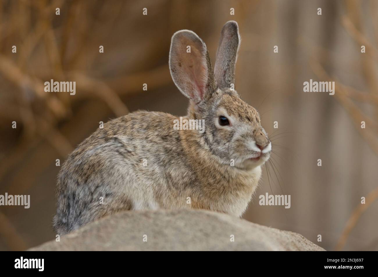 Portrait of a Desert cottontail rabbit (Sylvilagus audubonii) sitting ...