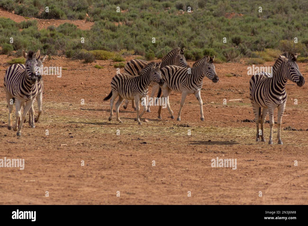 Zebras on the move Stock Photo - Alamy