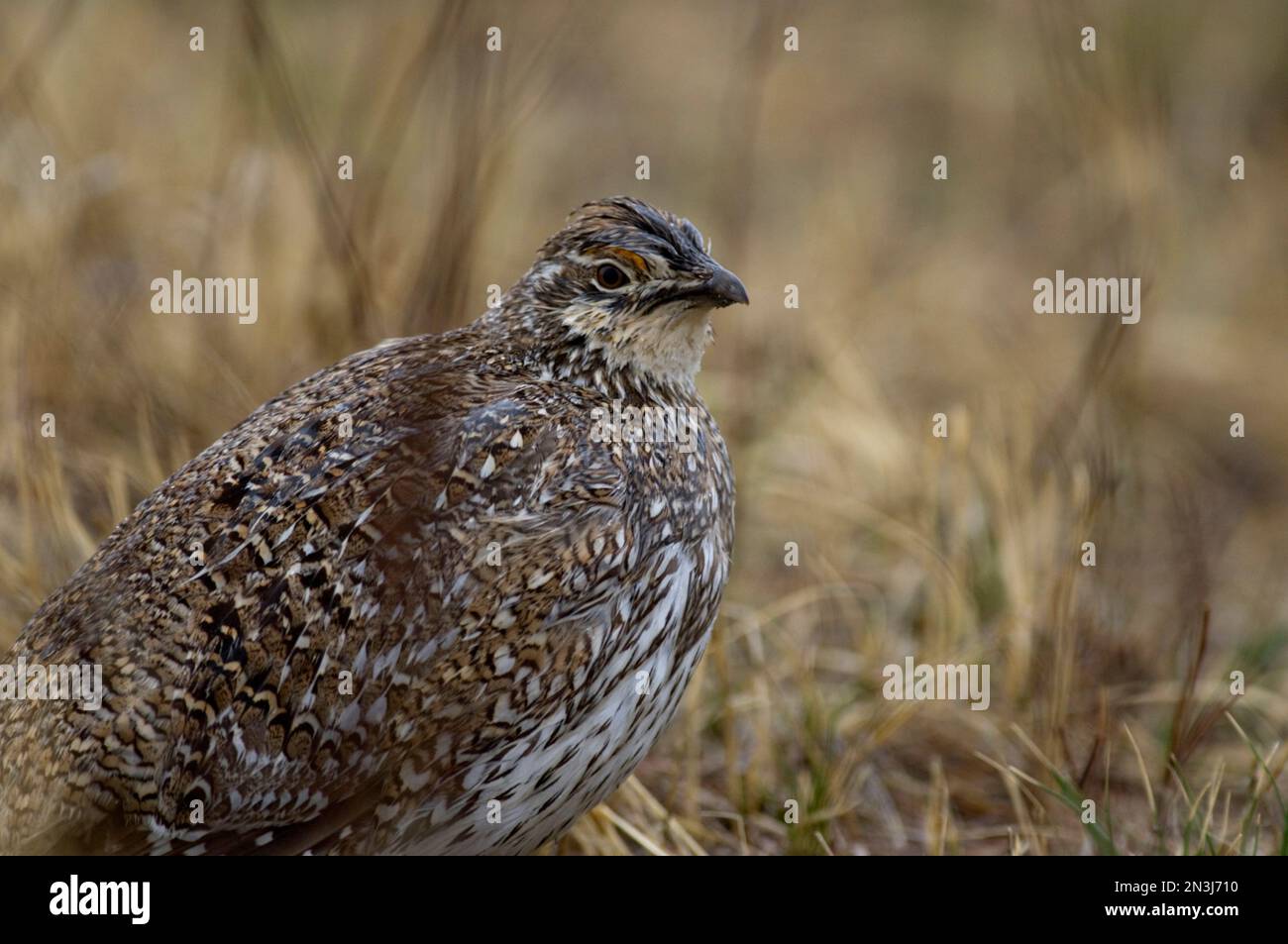 Close-up portrait of a Sharp-tailed Grouse (Tympanuchus phasianellus ...