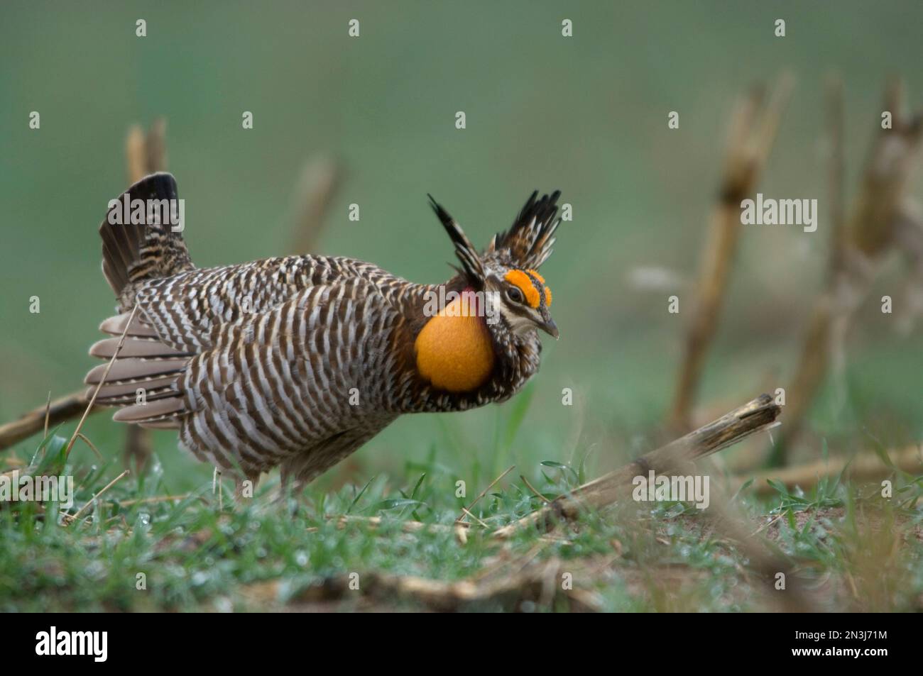 Greater prairie chicken (Tympanuchus cupido) display on a breeding ...