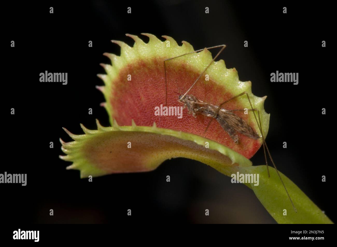 Venus flytraps with people hi-res stock photography and images - Alamy