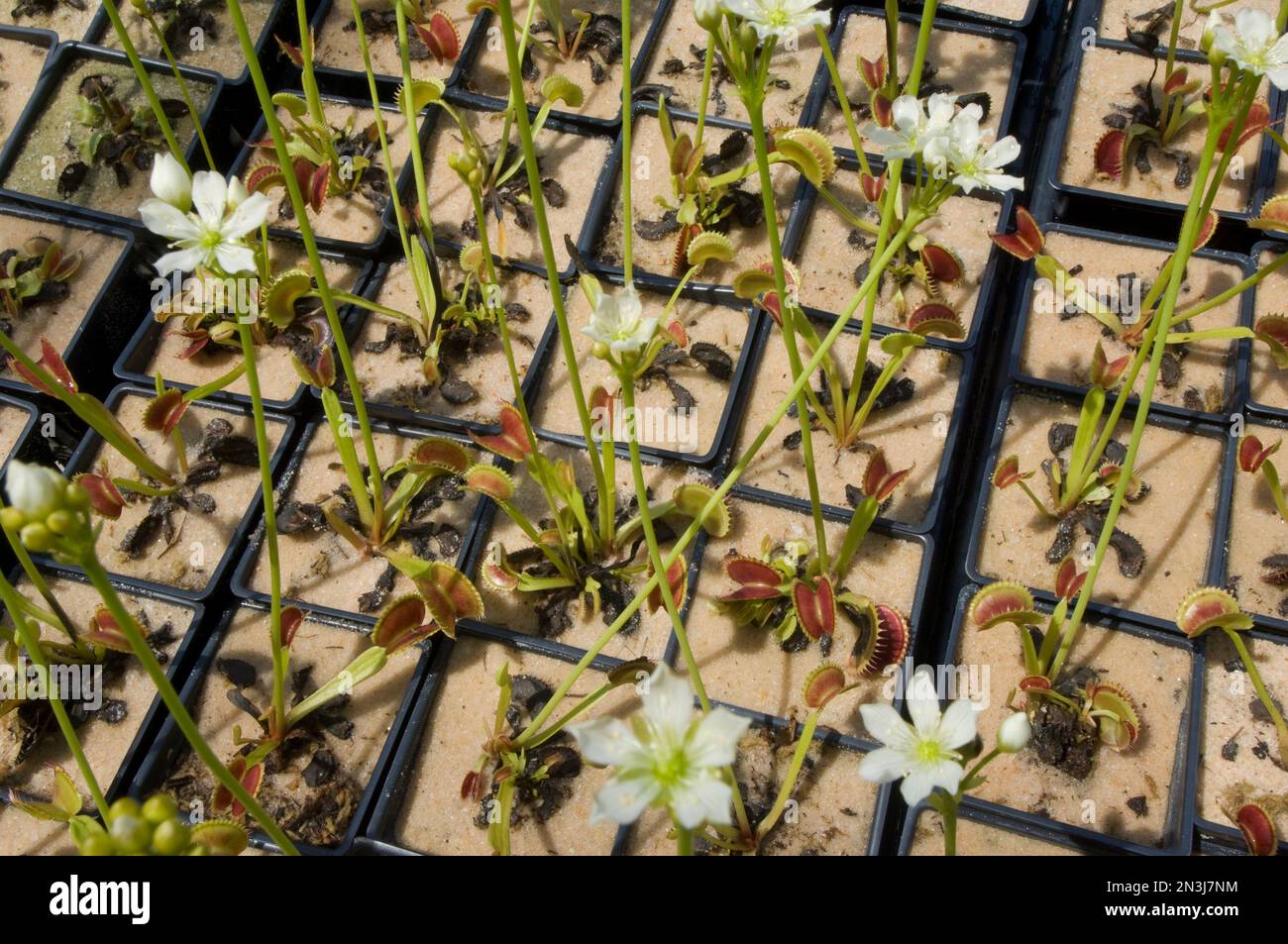 Venus flytraps (Dionaea muscipula) as they consume insects; Atlanta ...