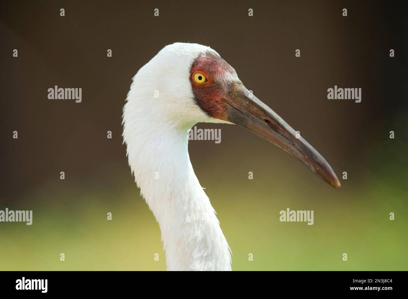 Close-up portrait of the head of a Siberian crane (Grus leucogeranus ...