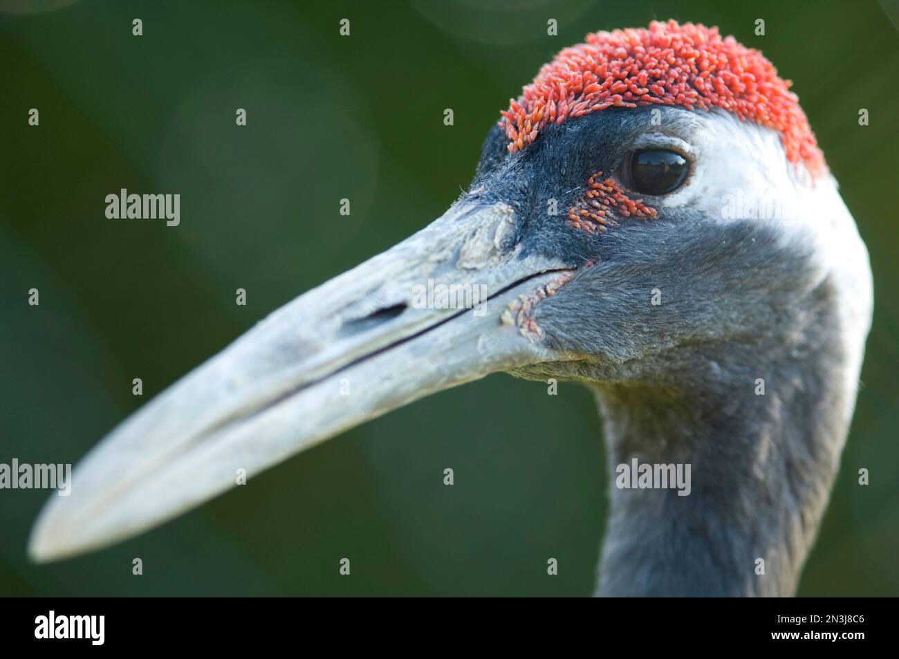 Close-up portrait of the head of a Red-crowned crane (Grus japonensis ...