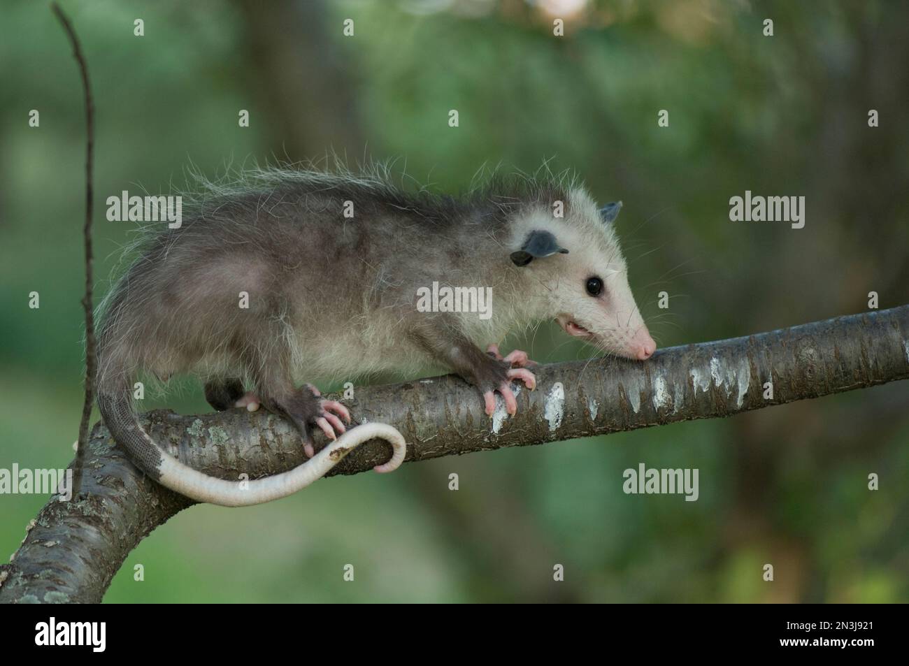 Close-up of a baby Opossum (Didelphis virginiana) climbing across a ...