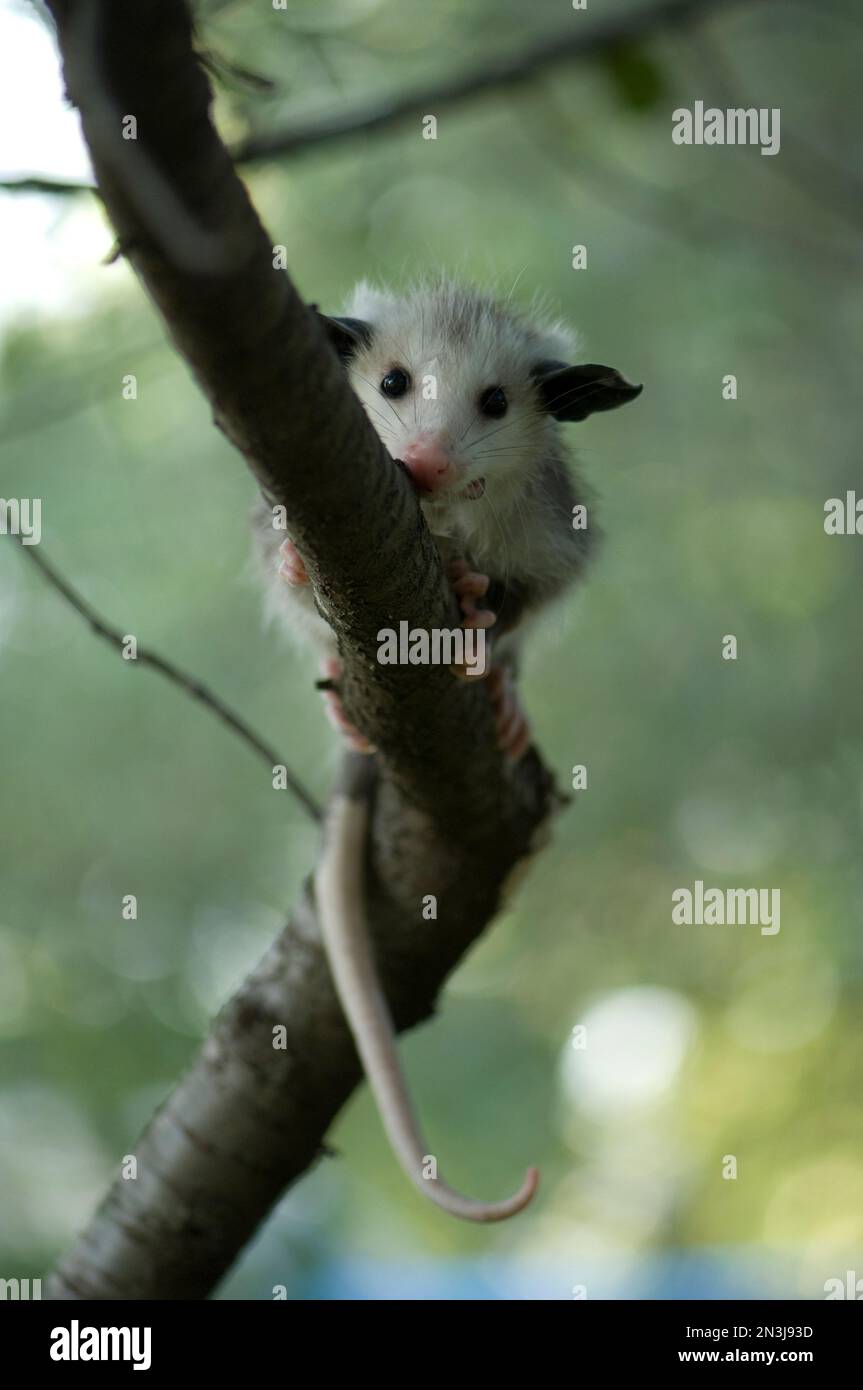 Baby opossum hi-res stock photography and images - Alamy