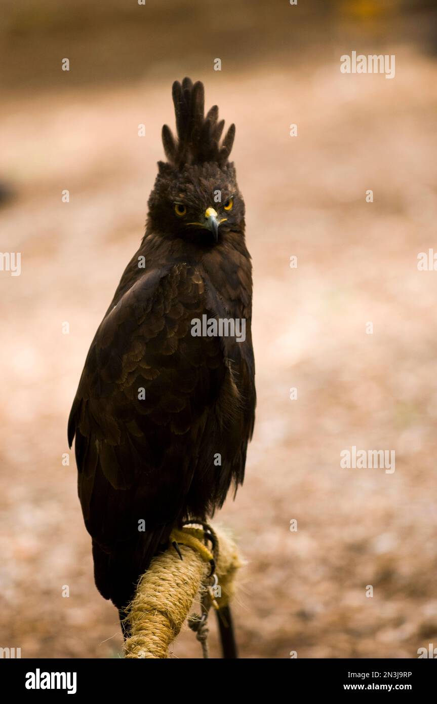 Mohawk side view hi-res stock photography and images - Alamy