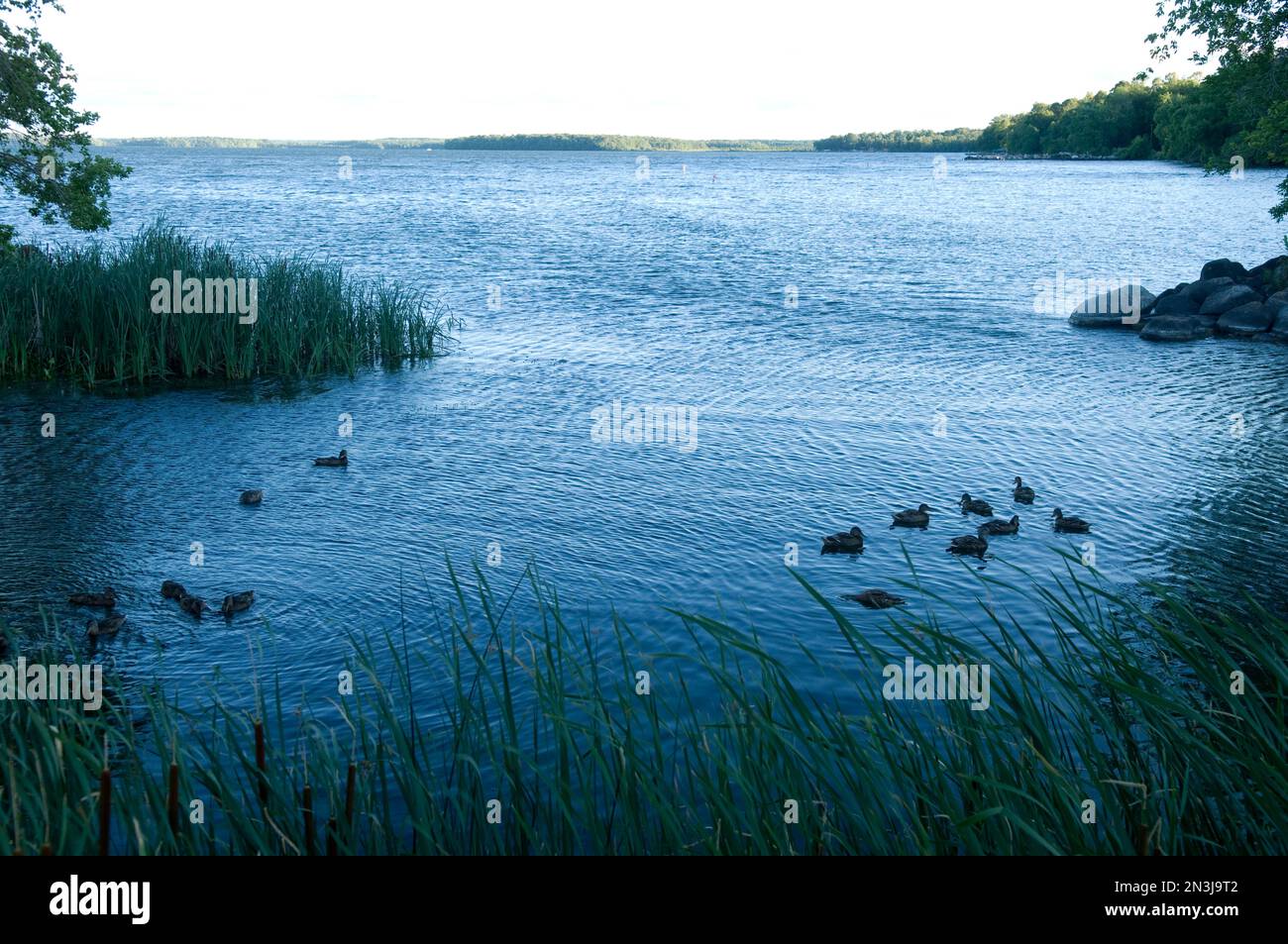 Ducks swim along the edge of Leech Lake in Minnesota, USA; Walker ...