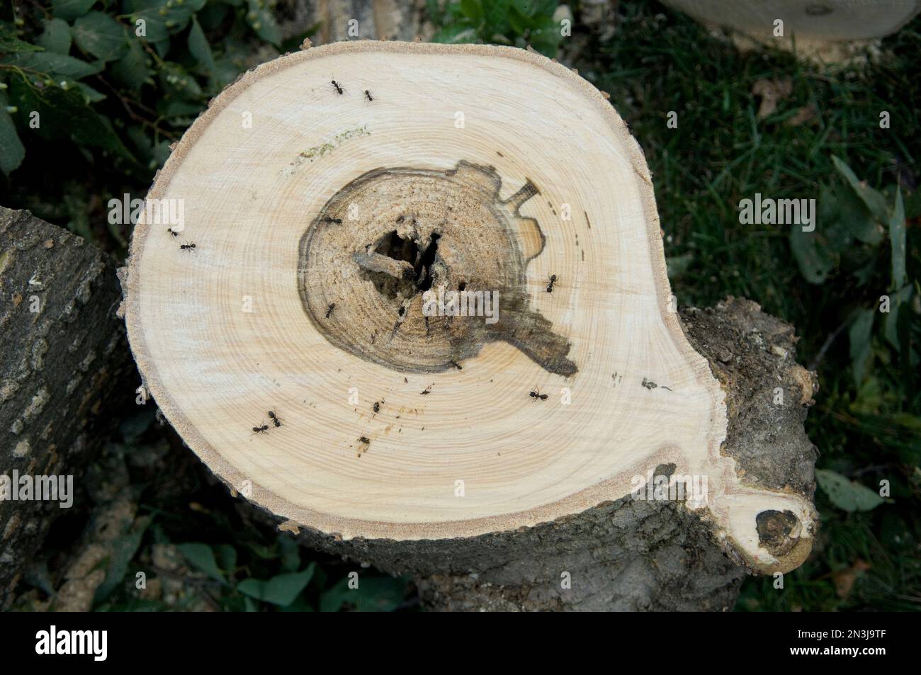 Carpenter ants (Camponotus spp.) in a freshly cut tree stump; Lincoln ...