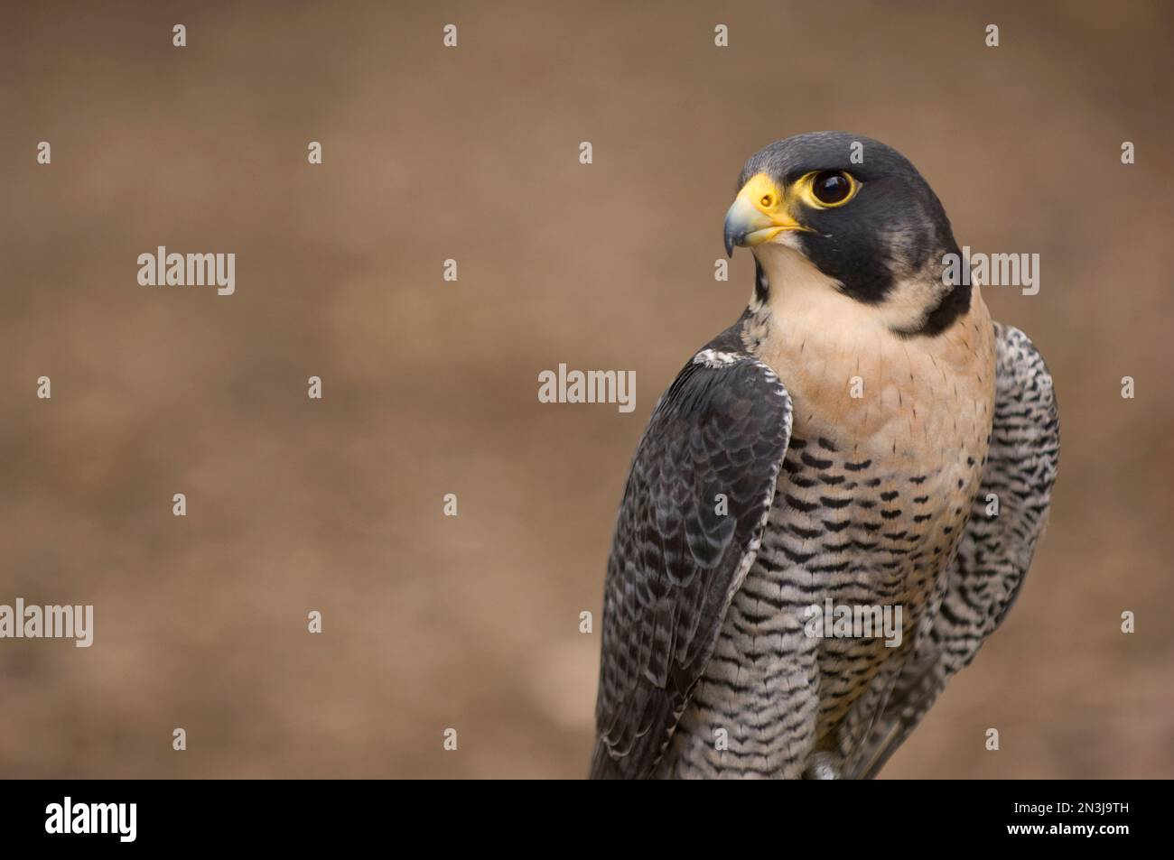 Louis falco hi-res stock photography and images - Alamy