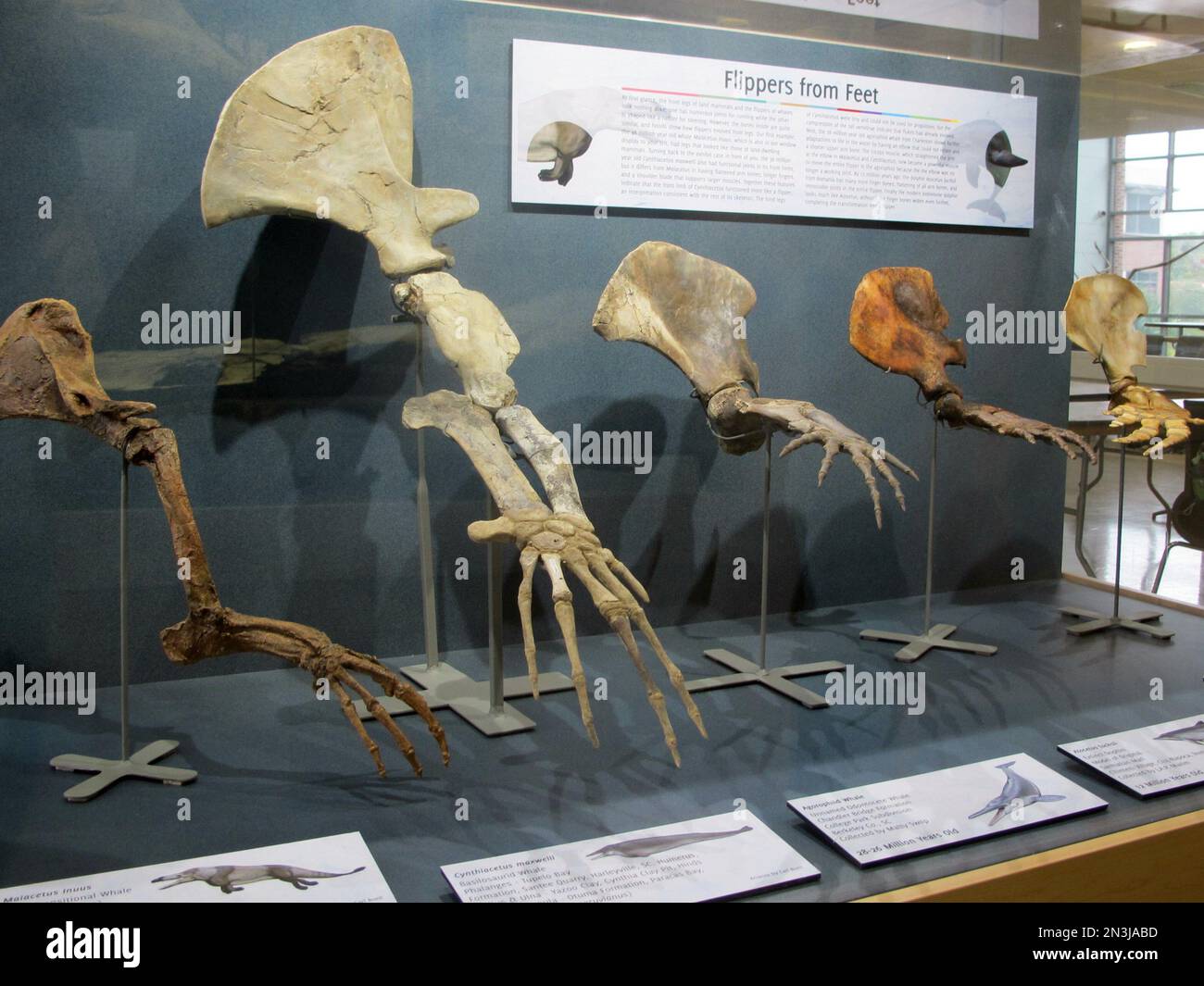 Fossils on display in the Mace Brown Museum of Natural History at the ...