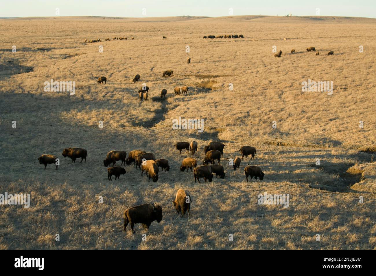 Kansas buffalo state animal hi-res stock photography and images - Alamy