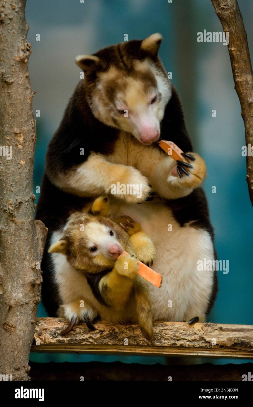 Matschie's tree-kangaroo and baby (Dendrolagus matschiei) at a zoo ...
