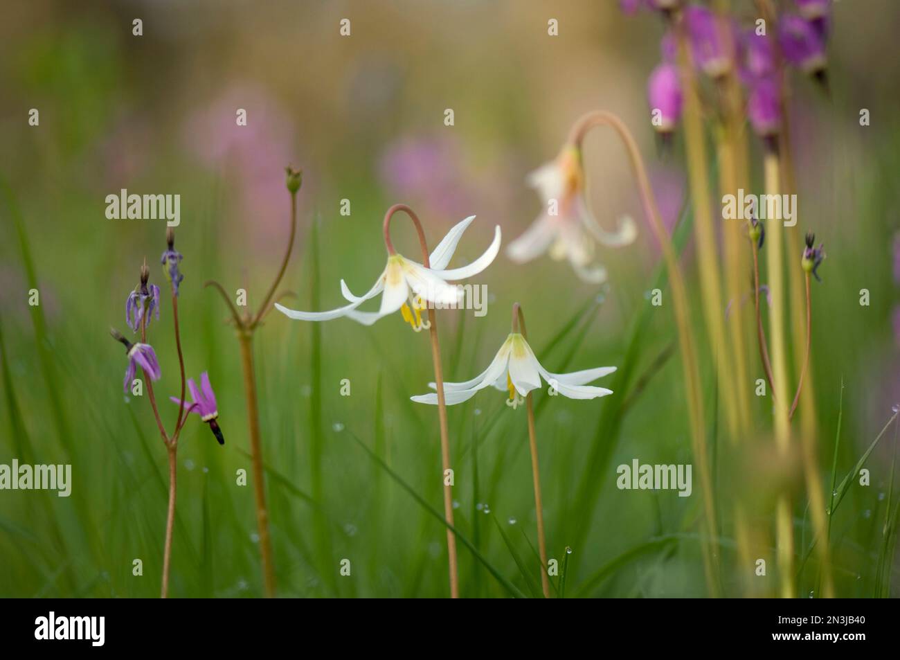 Beautiful green shooting stars from hi-res stock photography and images ...
