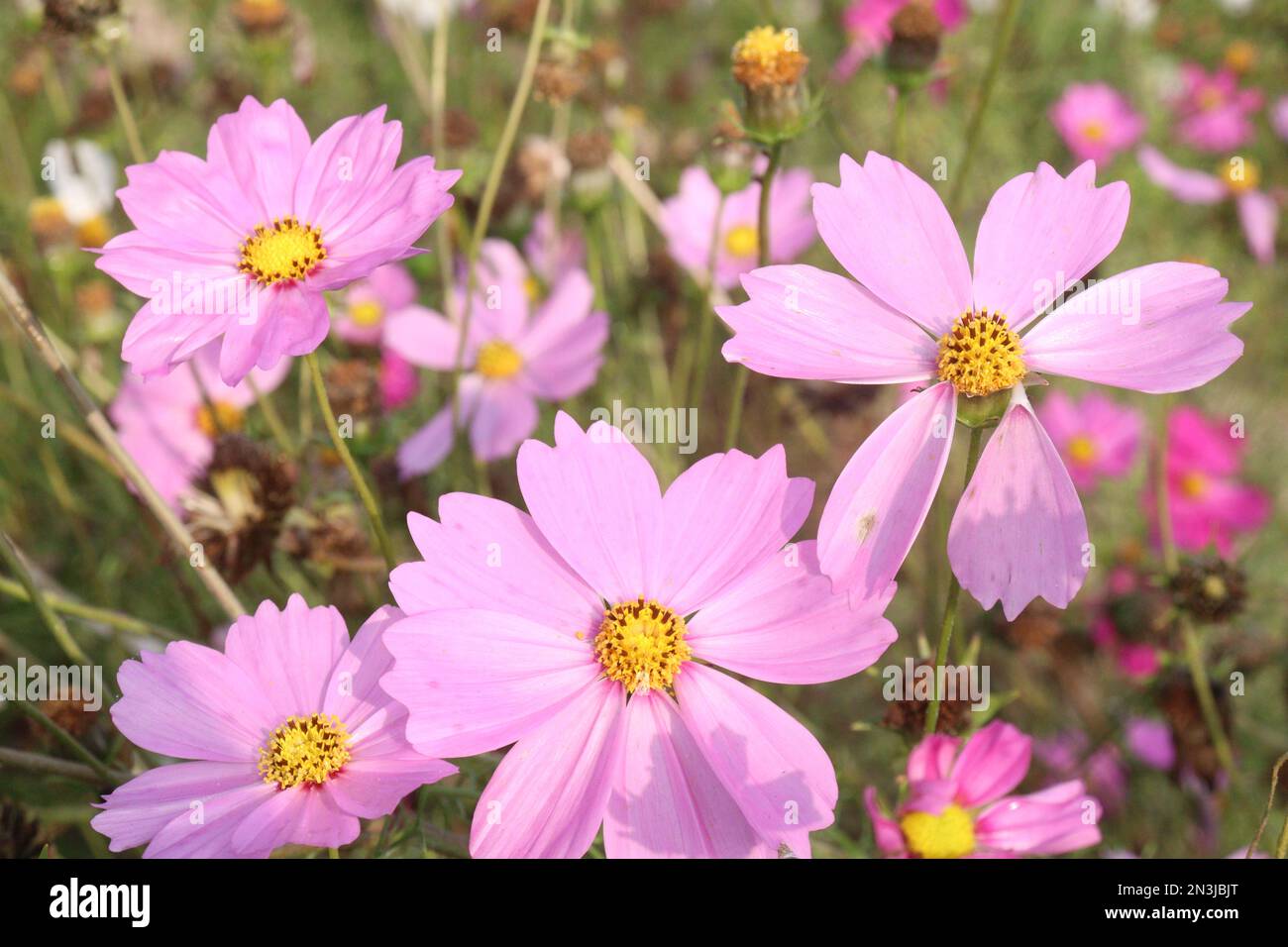 pink colored garden cosmos flower on farm for harvest Stock Photo - Alamy