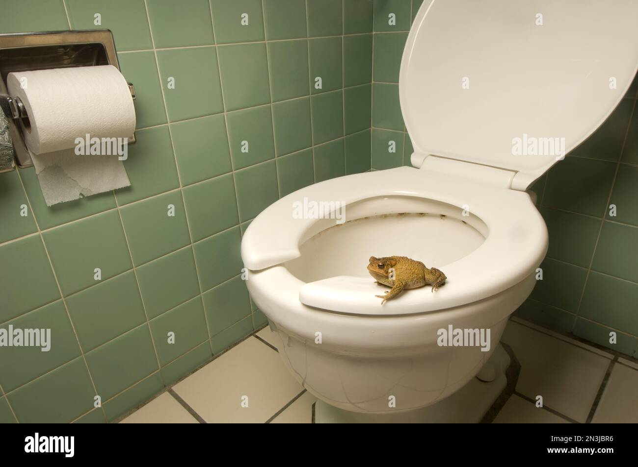 Frog on toilet hi-res stock photography and images - Alamy