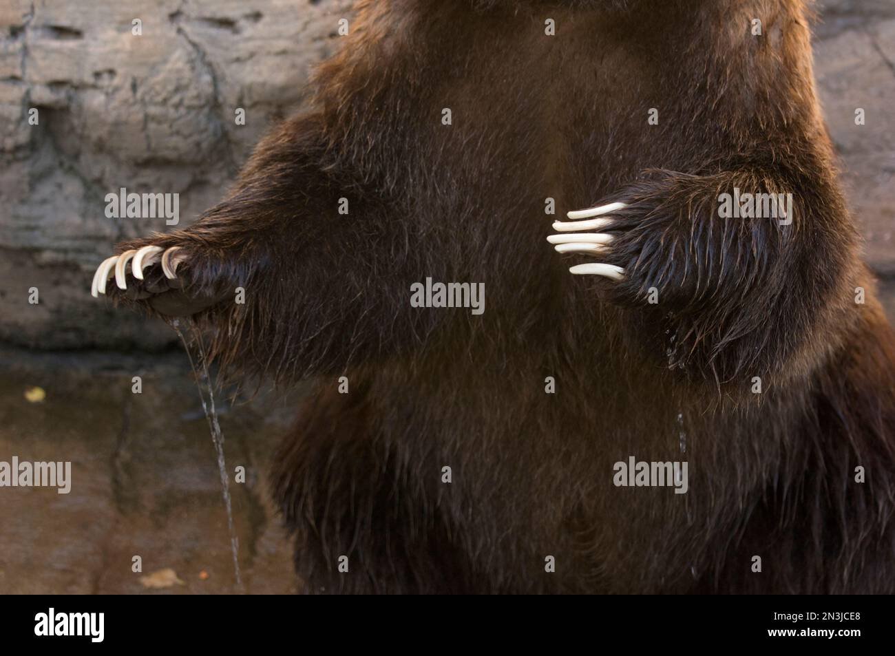 Grizzly bear (Ursus arctos horribilis) standing with arms in chains at ...