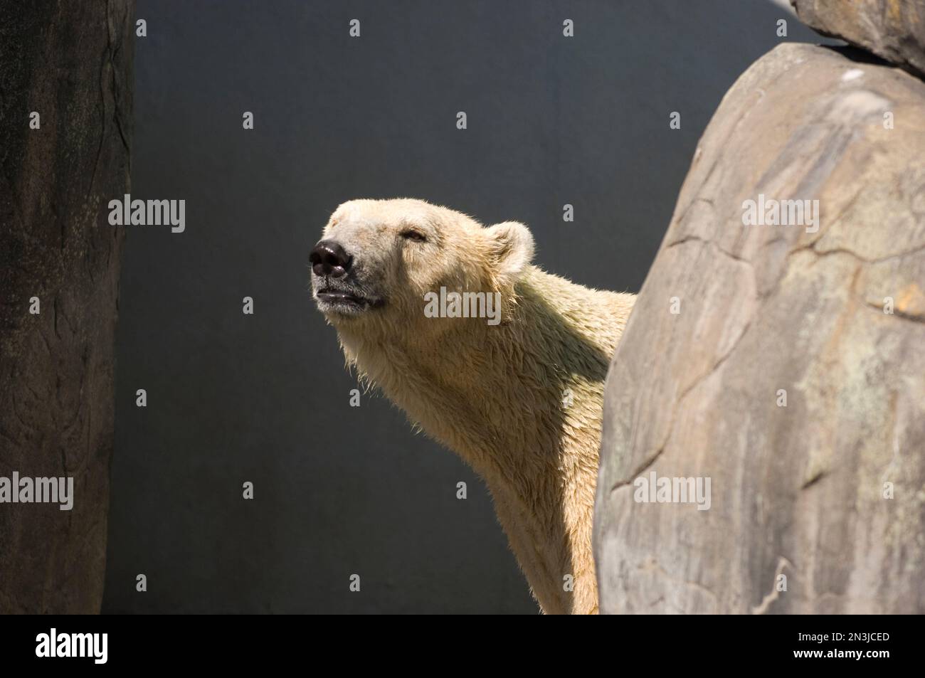 Portrait of a Polar bear (Ursus maritimus) at a zoo; Tulsa, Oklahoma ...