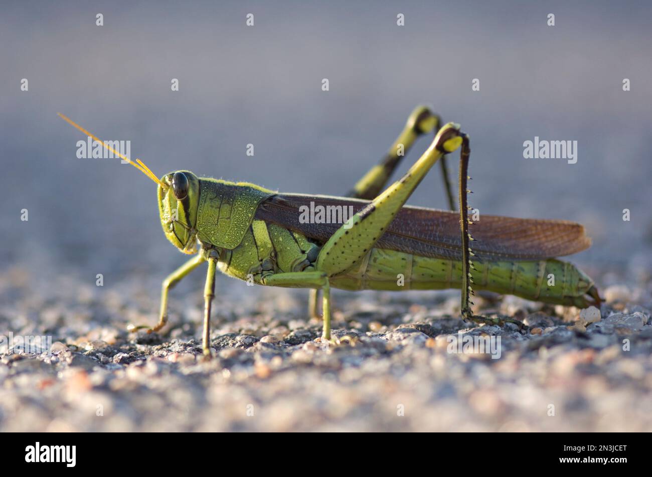 Portrait of a Bird grasshopper (Schistocerca obscura) standing in ...