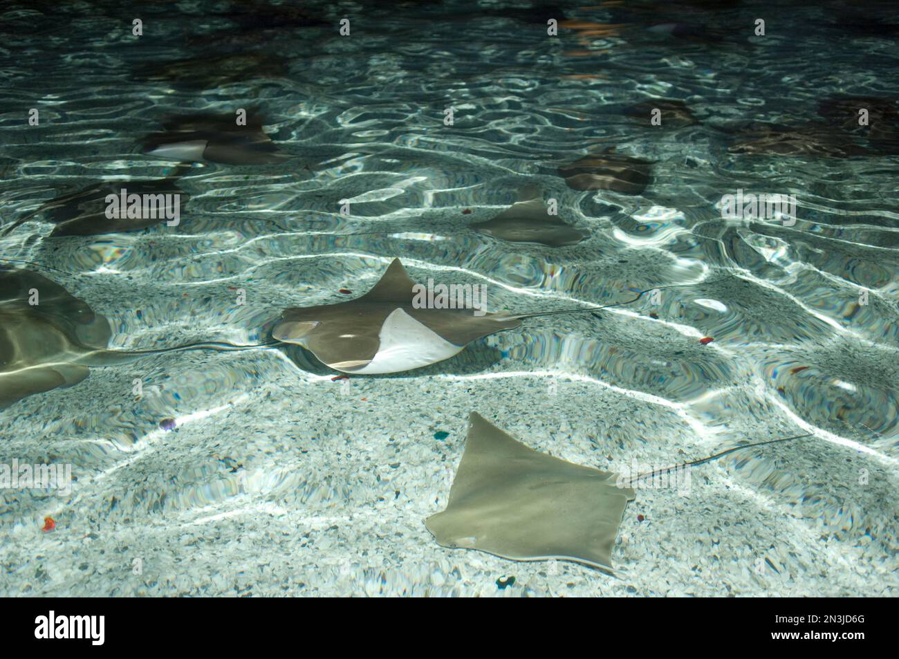 Cownose rays (Rhinoptera bonasus) in water at a zoo; Phoenix, Arizona ...