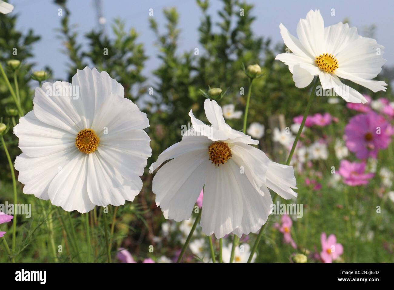 white colored garden cosmos flower on farm for harvest Stock Photo - Alamy