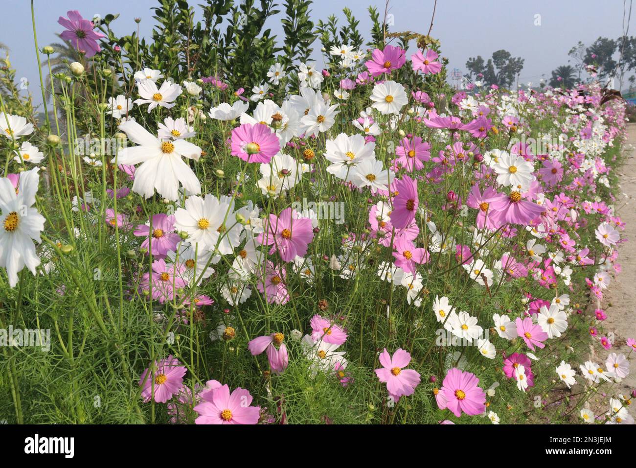 multiple colored garden cosmos flower on farm for harvest Stock Photo ...