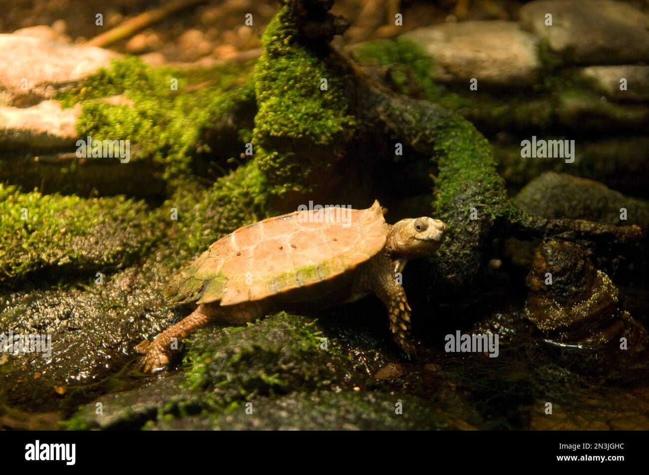 Turtle on a moss-covered rock; Chattanooga, Tennessee, United States of ...