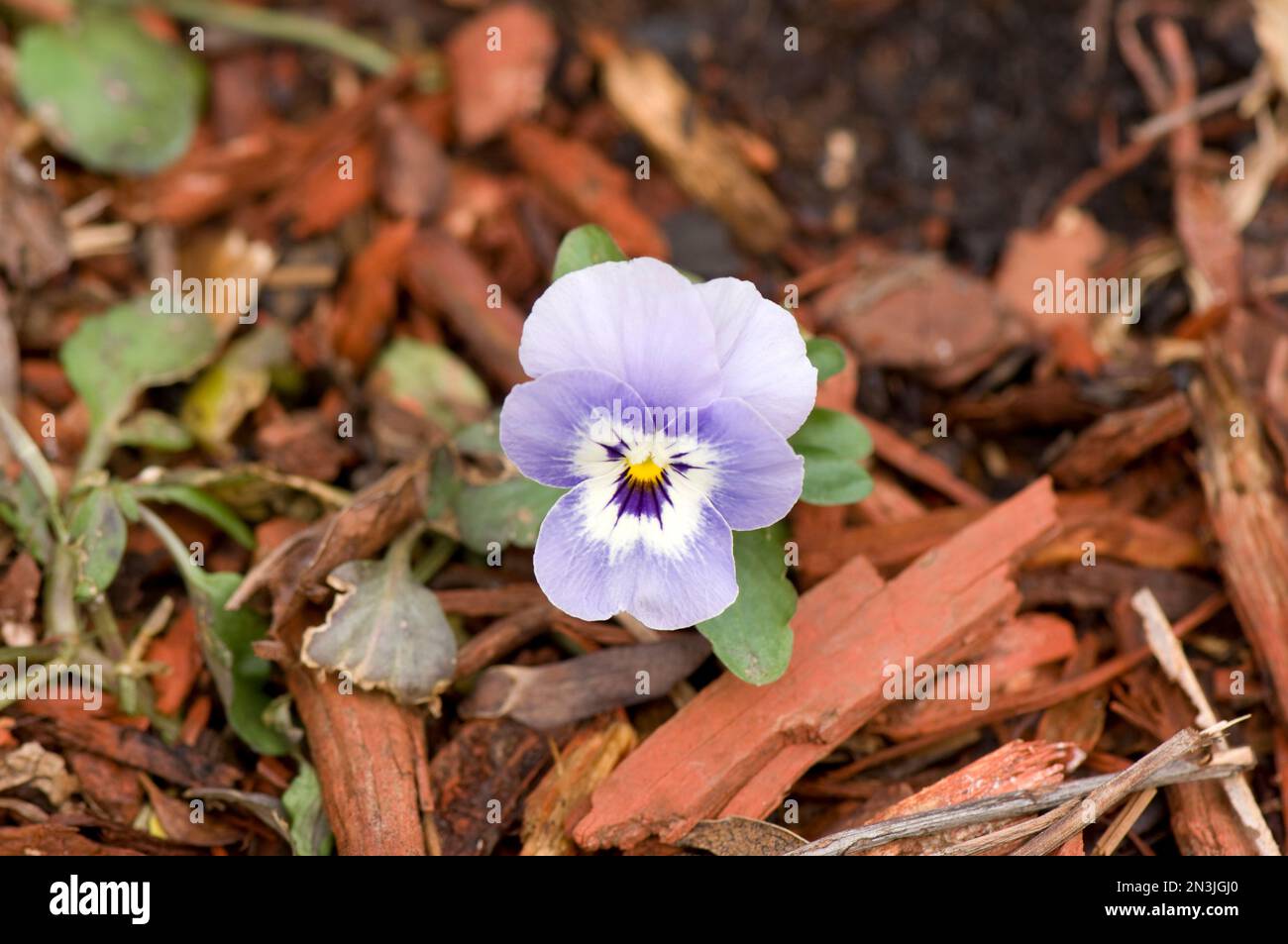 Pansy and mulch hi-res stock photography and images - Alamy