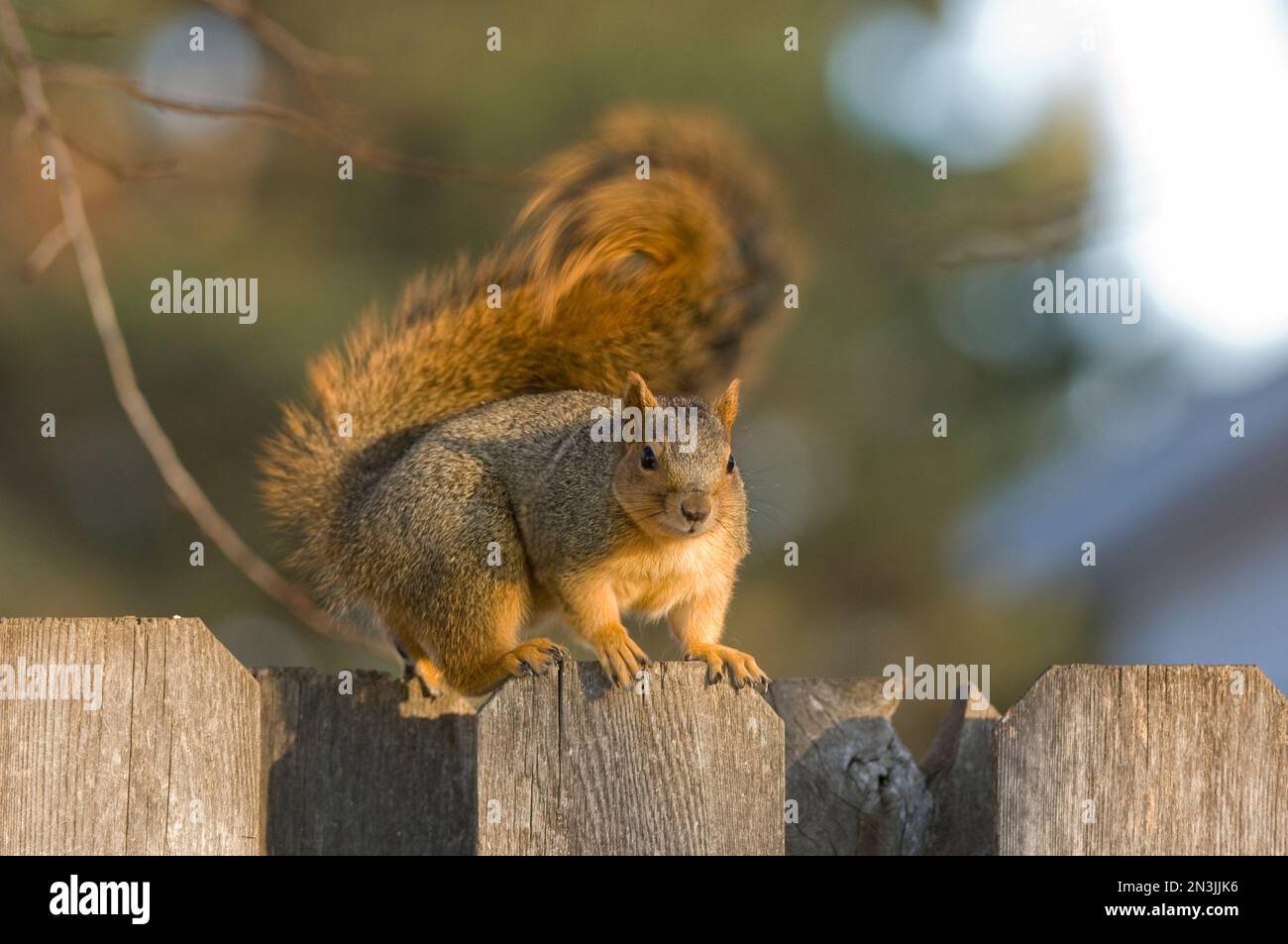 Fox squirrel (Sciurus niger) on a fence; Lincoln, Nebraska, United ...