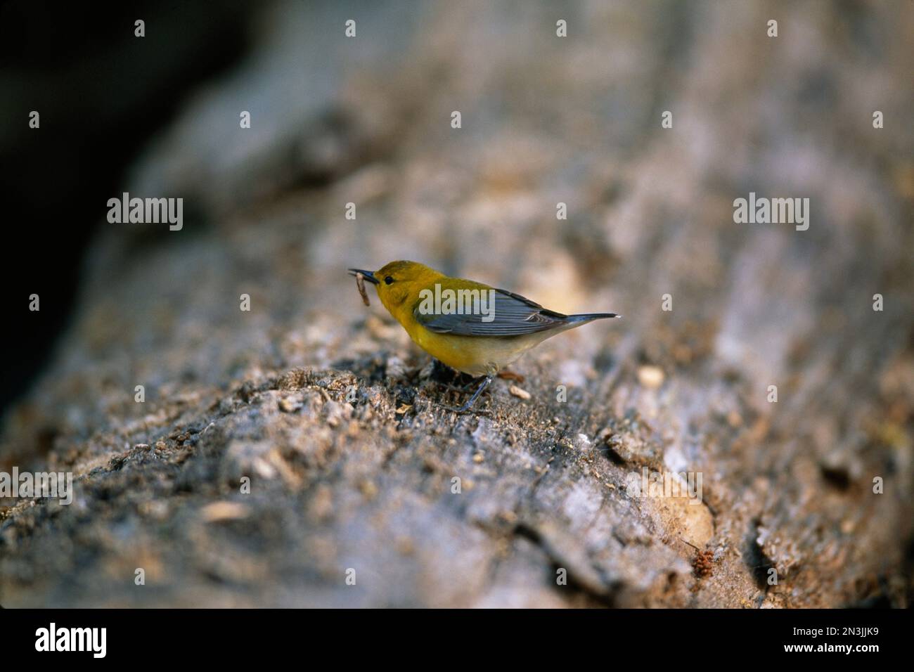 Prothonotary warbler (Protonotaria citrea) in breeding plumage, eating ...