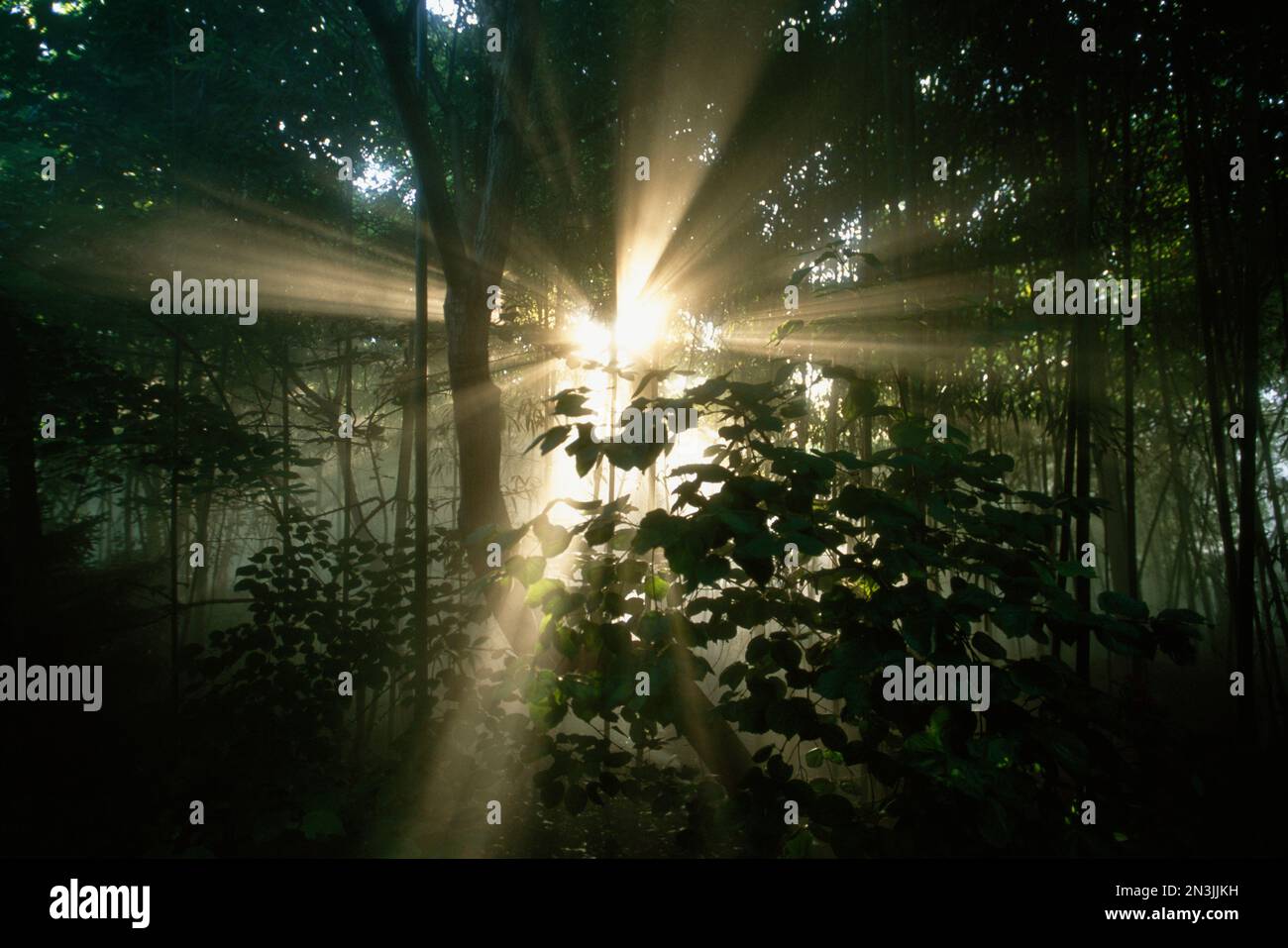 Rays of sunlight filter through trees; United States of America Stock ...