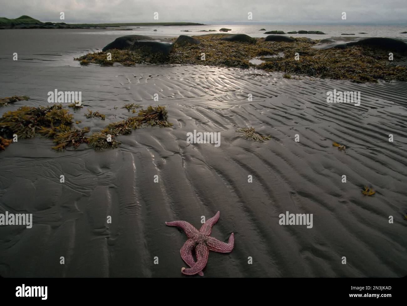 Starfish on a sandy beach; Nunivak Island, Alaska, United States of ...