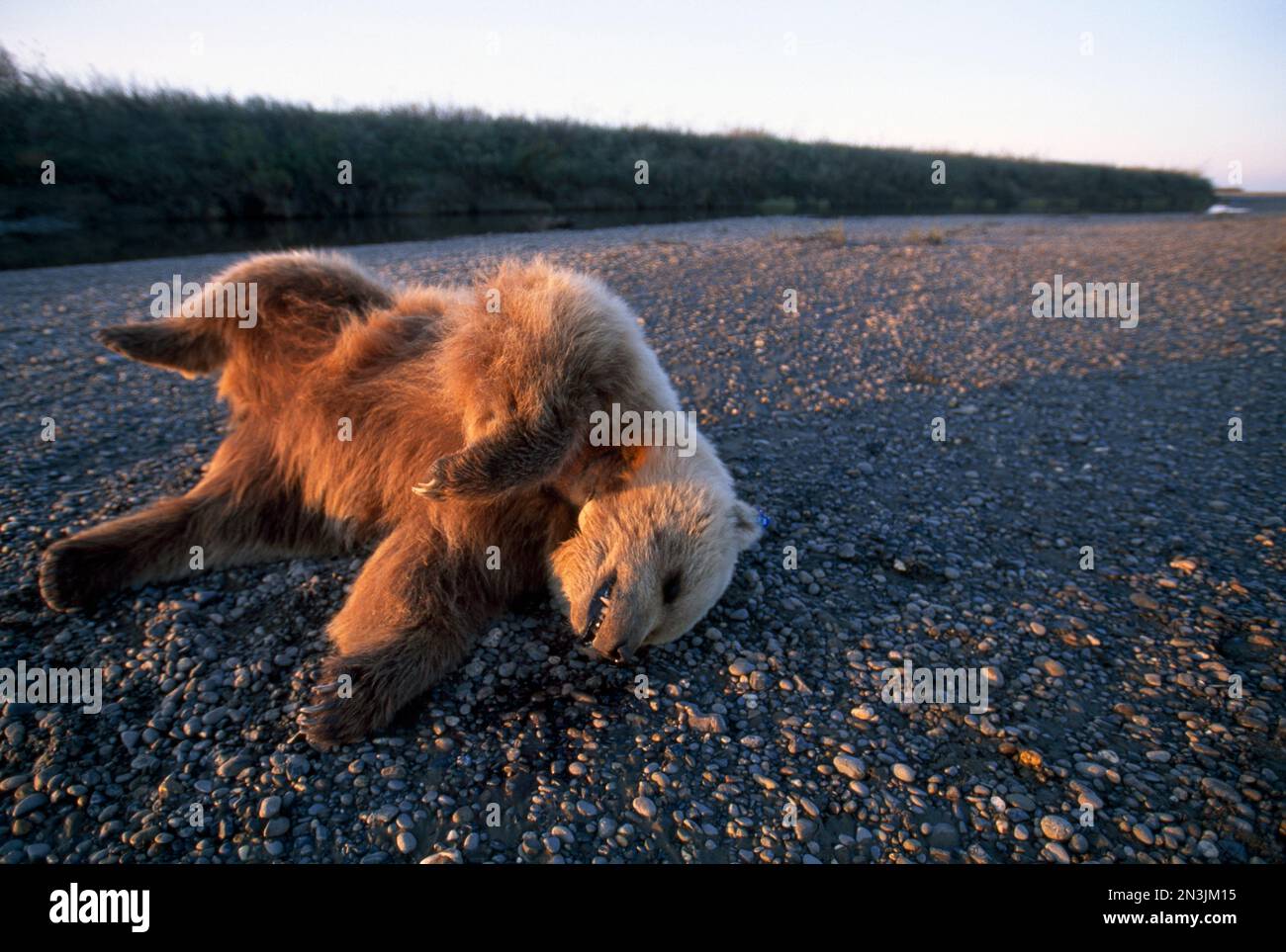 Dead grizzly bear (Ursus arctos horribilis) on a riverbank, likely died ...