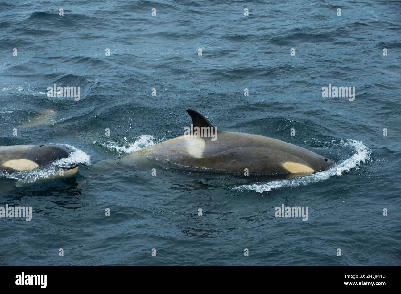 Whales anatomy hi-res stock photography and images - Alamy