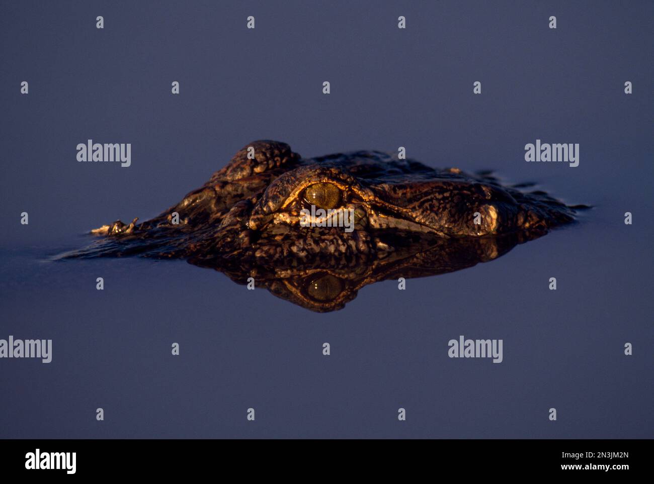 Alligator side view anatomy hi-res stock photography and images - Alamy