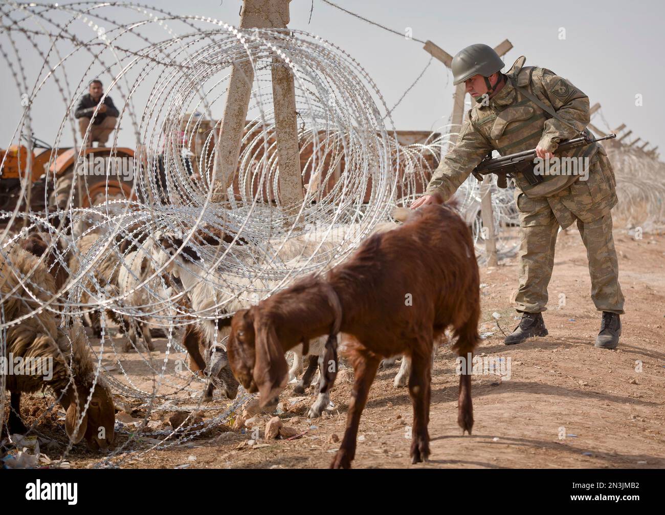 A Turkish soldier tries to get goats to move from a barbed wire fence ...