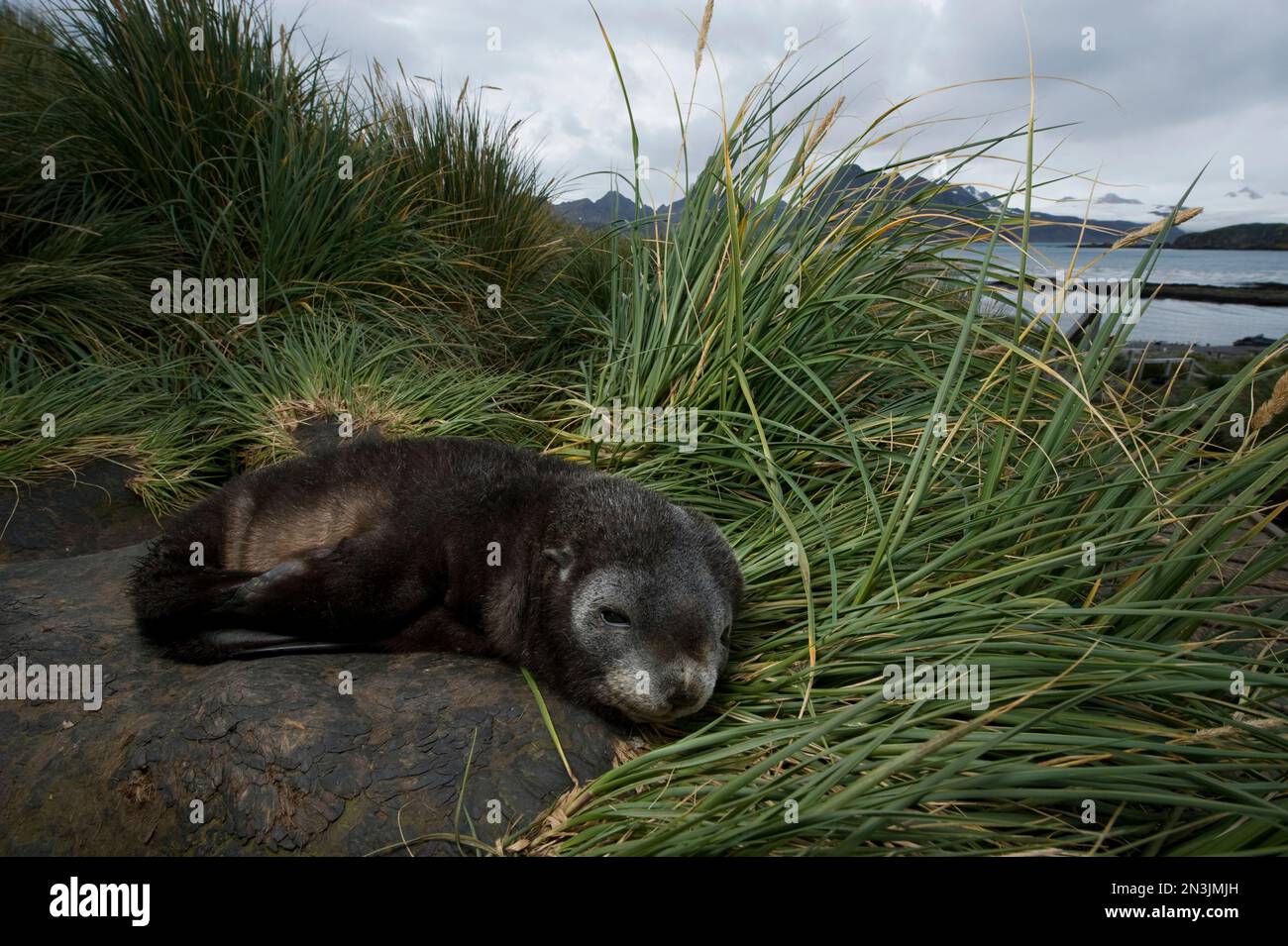 Southern fur seal pup (Arctocephalus gazella) rests in the grass; South ...
