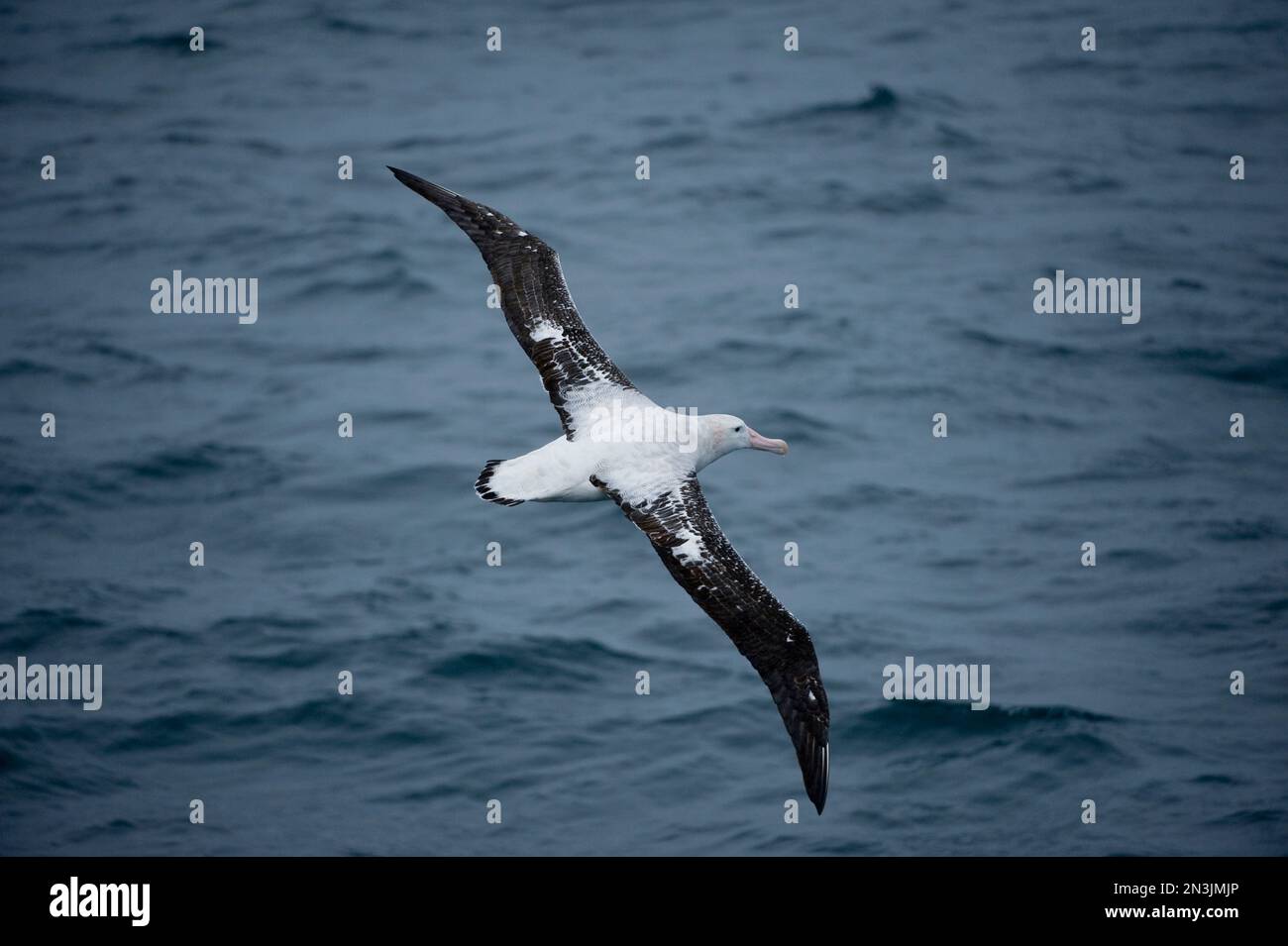 Wandering albatross (Diomedea exulans) over the Southern Ocean; South ...