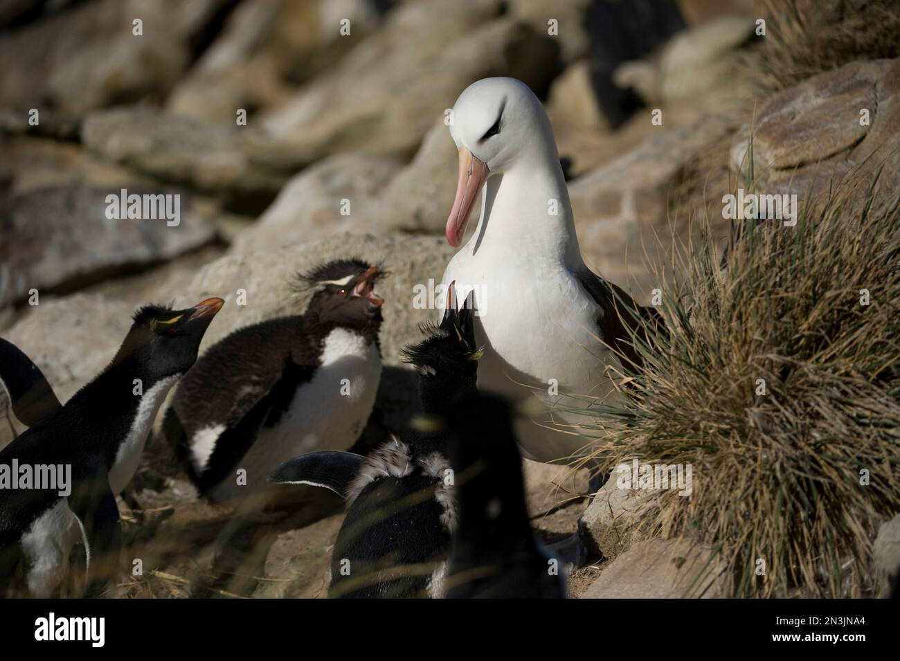 Black-browed albatross (Thalassarche melanophris) in a rockhopper ...