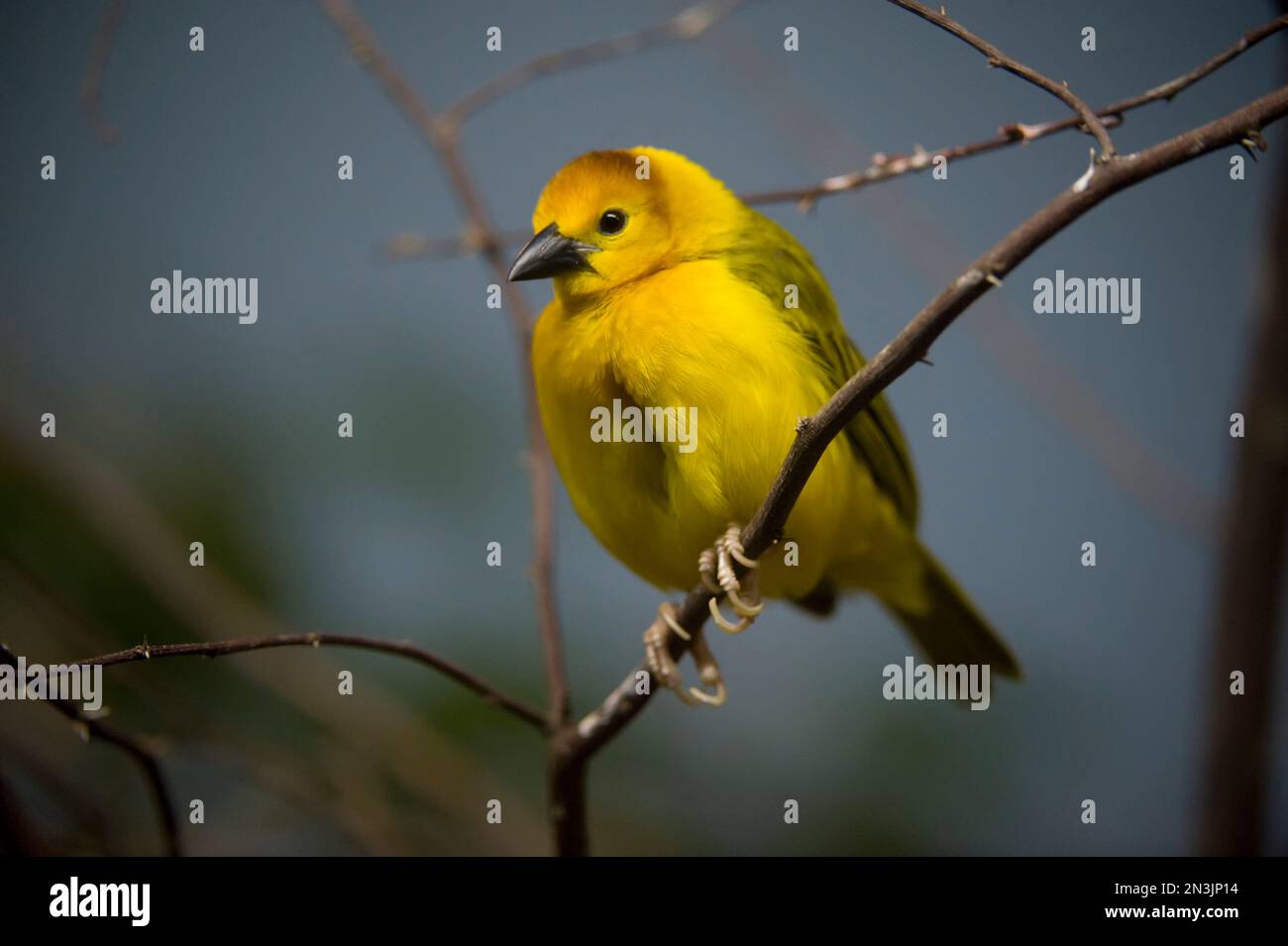 Taveta golden weaverbirds hi-res stock photography and images - Alamy