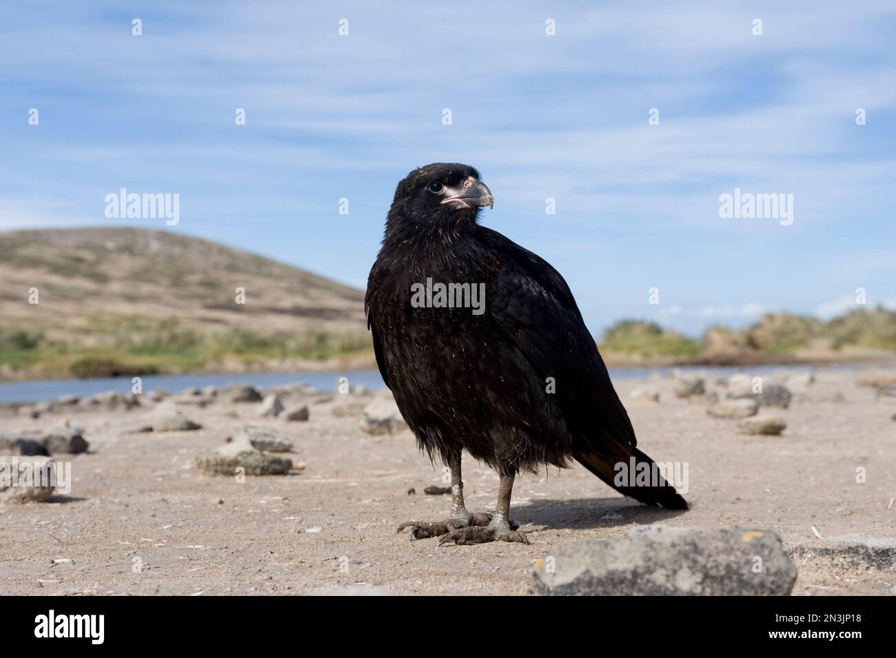 Portrait of a Striated caracaras (Phalcoboenus australis) or 'Johnny ...