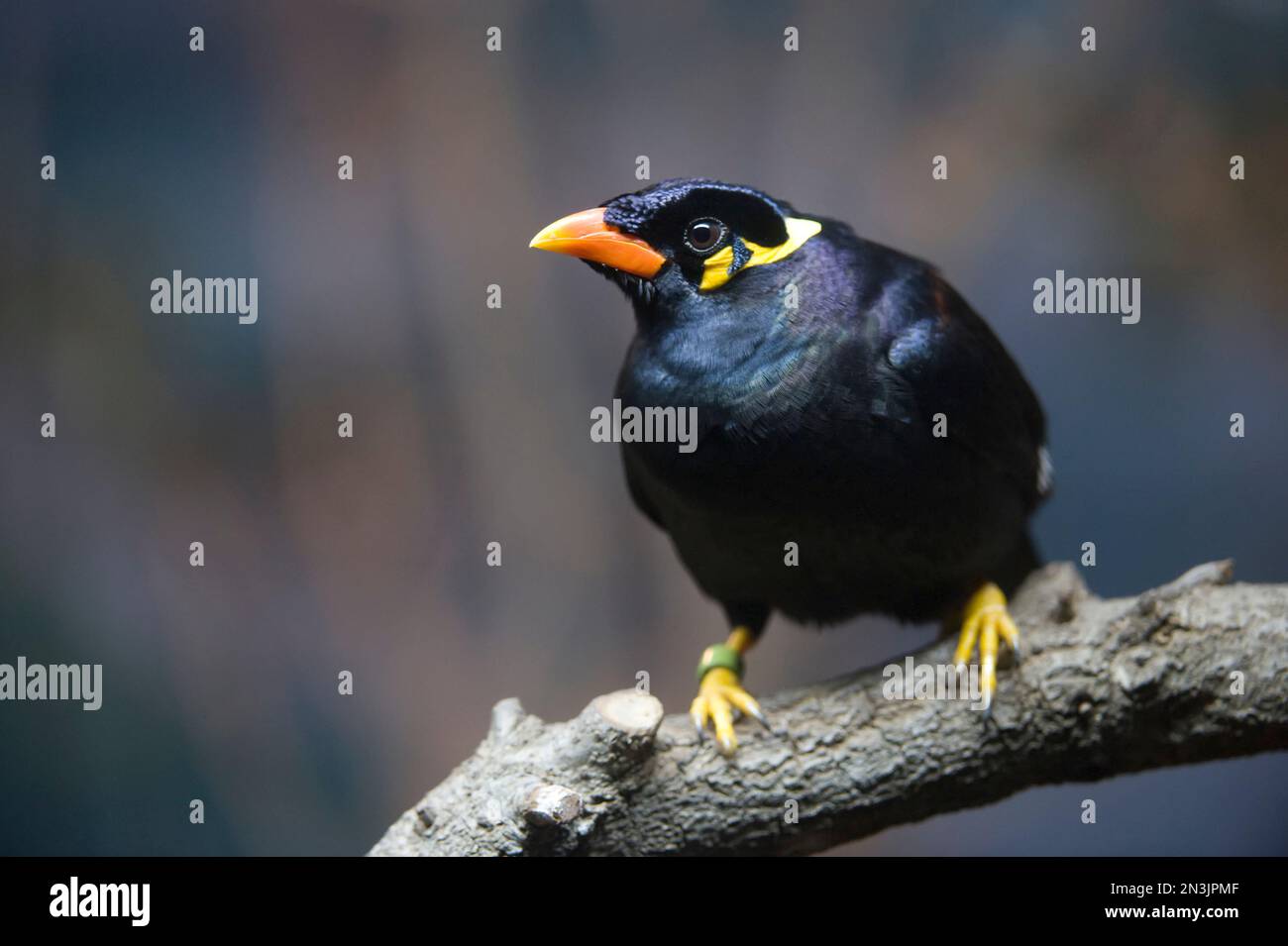 Portrait of an Indian Hill myna (Gracula religiosa) at a zoo; San ...